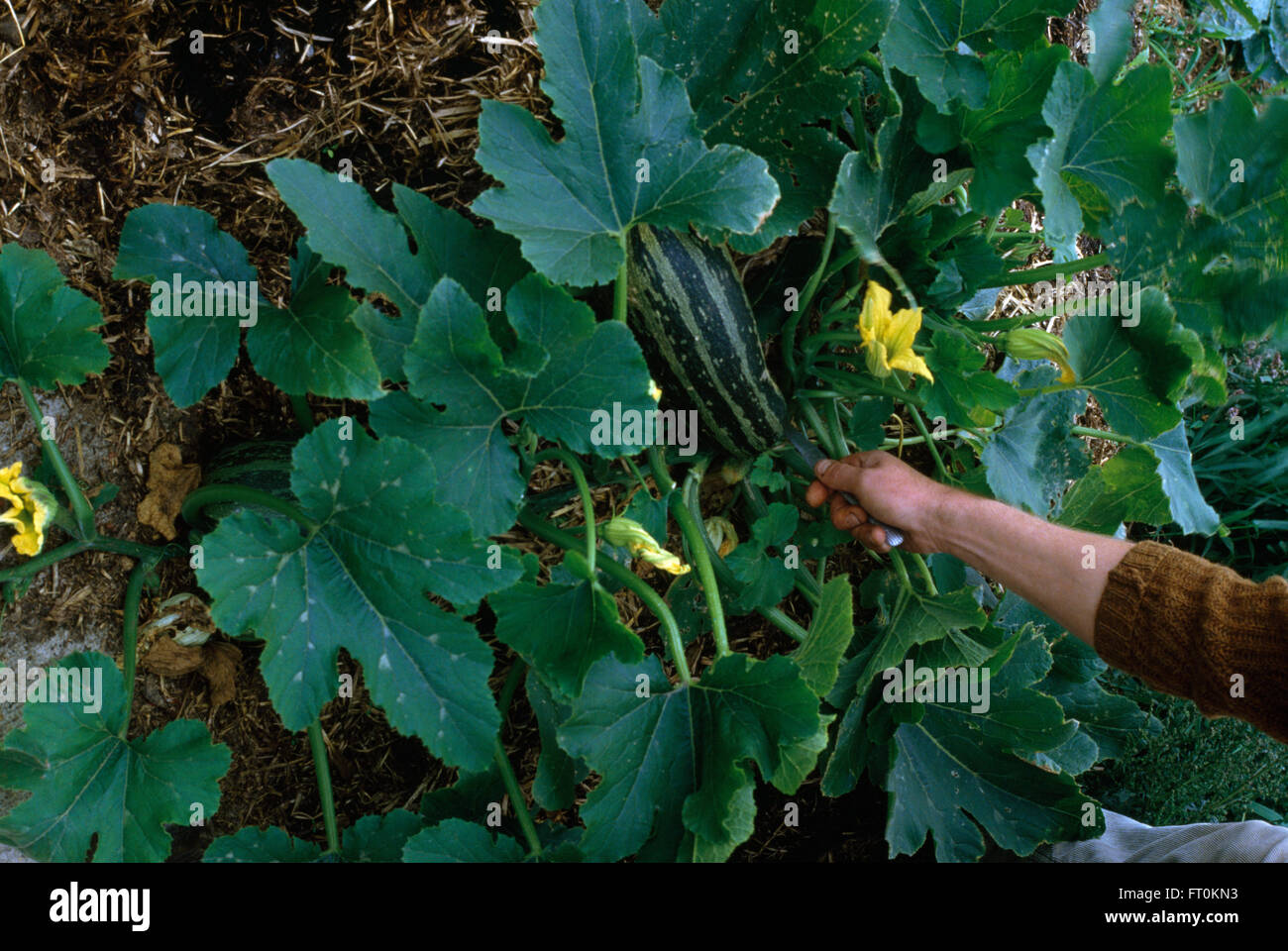 Marrow plants hi-res stock photography and images - Alamy