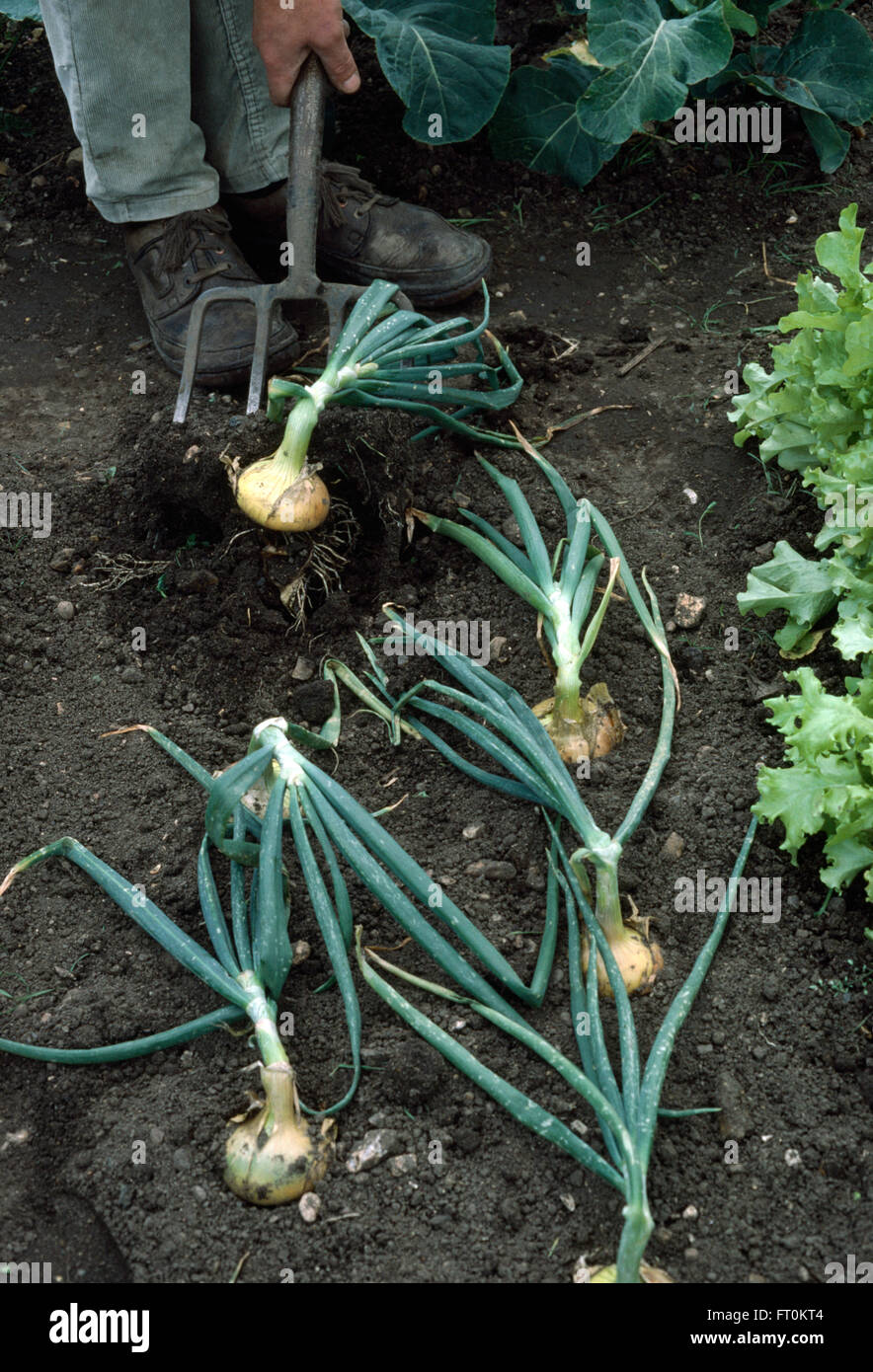 Digging domestic hi-res stock photography and images - Alamy