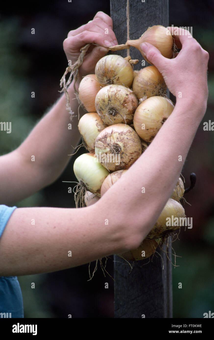 Stringing hi-res stock photography and images - Alamy