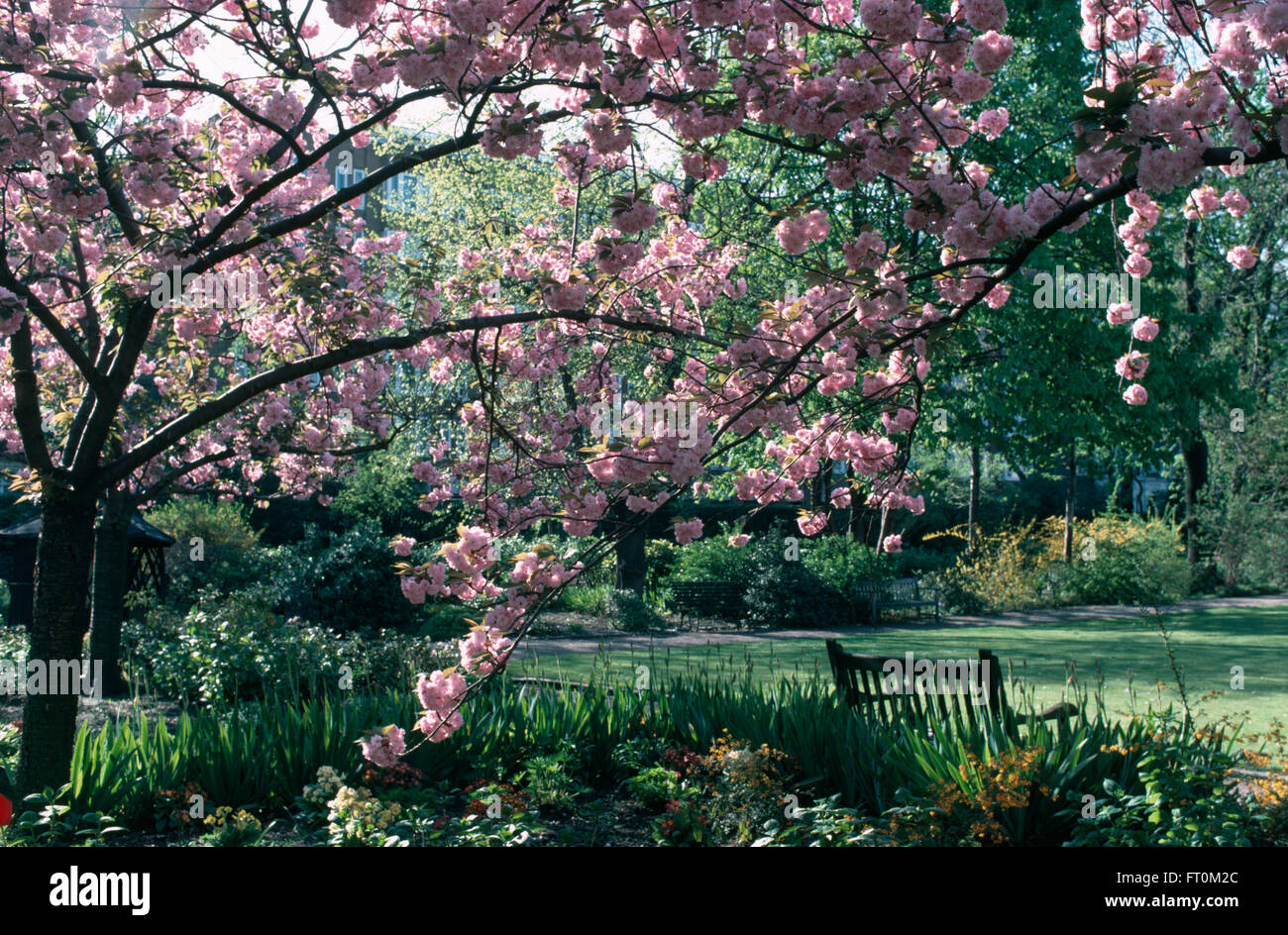 Prunus tree hi-res stock photography and images - Alamy