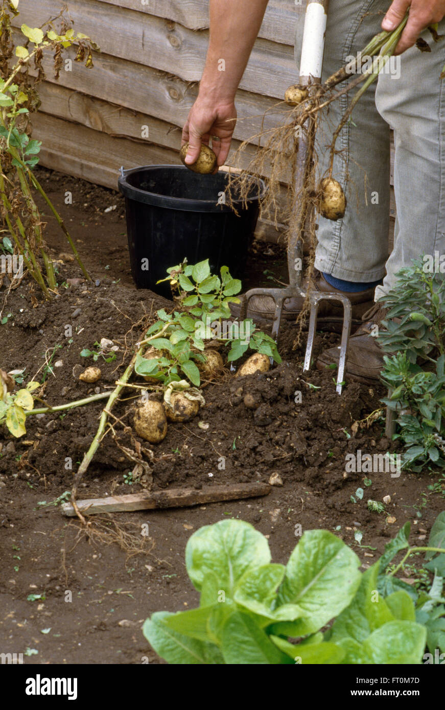 Digging up potatoes hi-res stock photography and images - Alamy