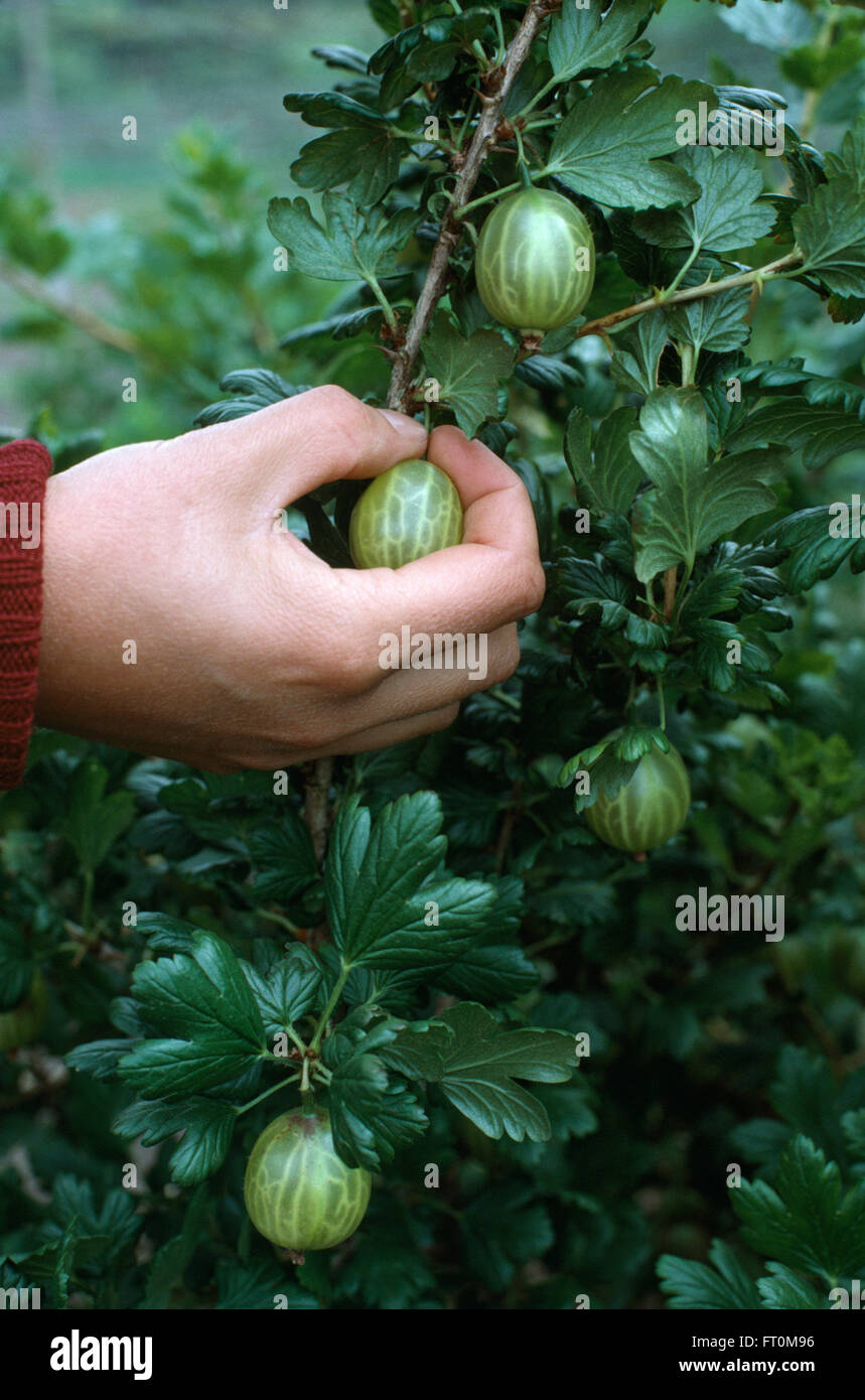 Hand picking food hi-res stock photography and images - Alamy