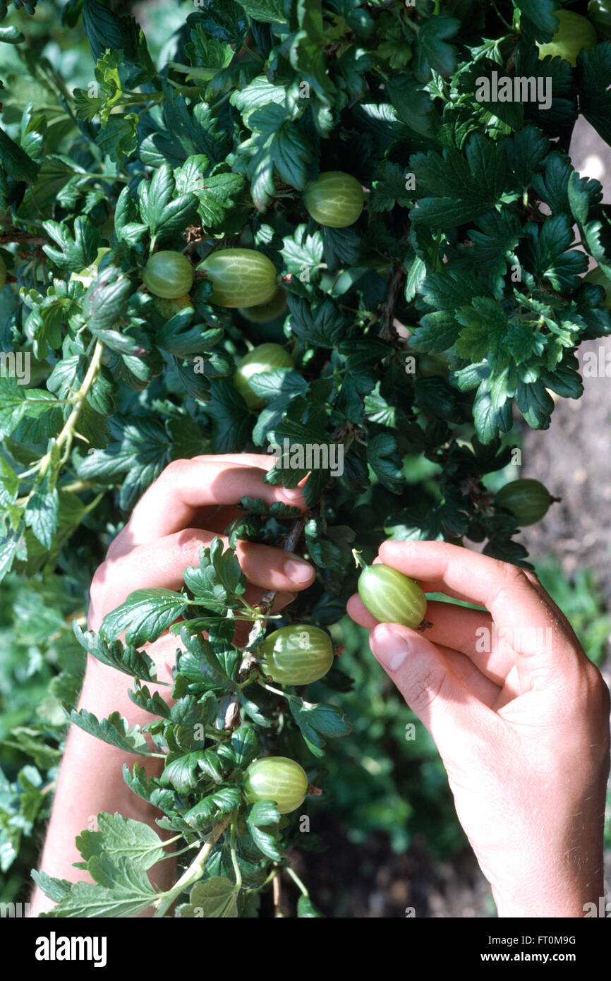 Close-up of hands picking gooseberries Stock Photo - Alamy