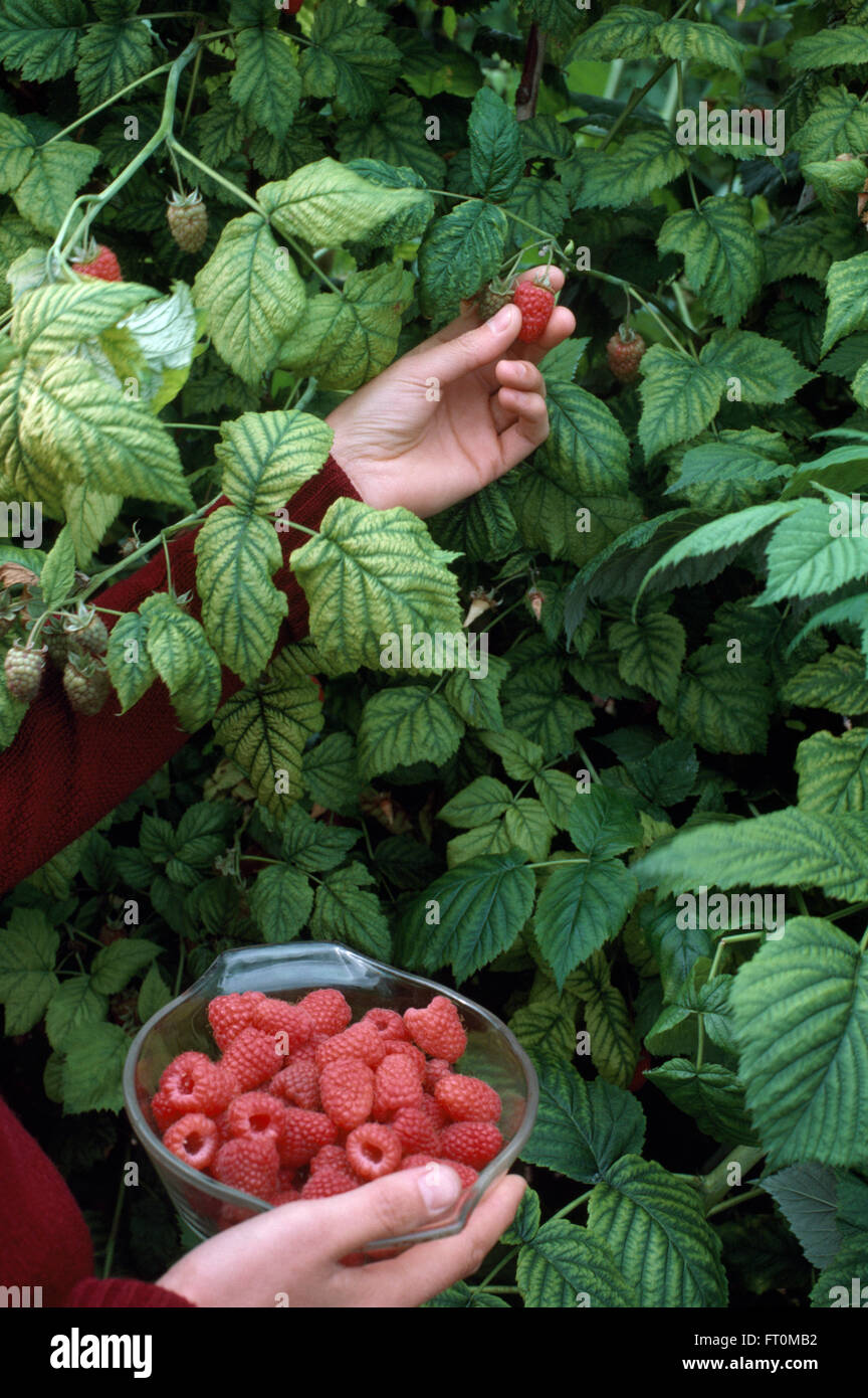 Picking raspberries hi-res stock photography and images - Alamy