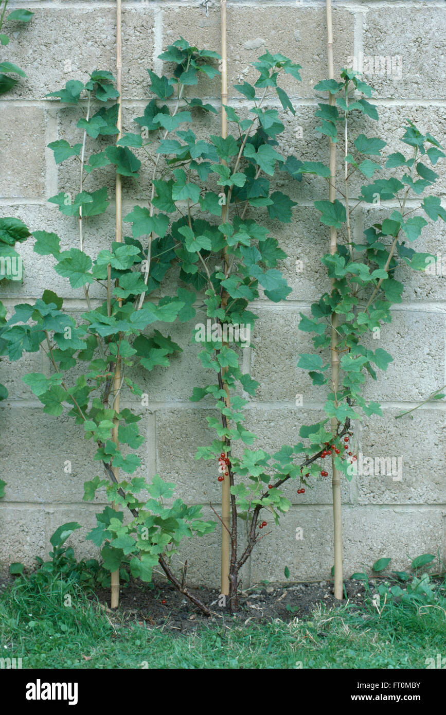 Close-up of an espaliered currant bush Stock Photo - Alamy