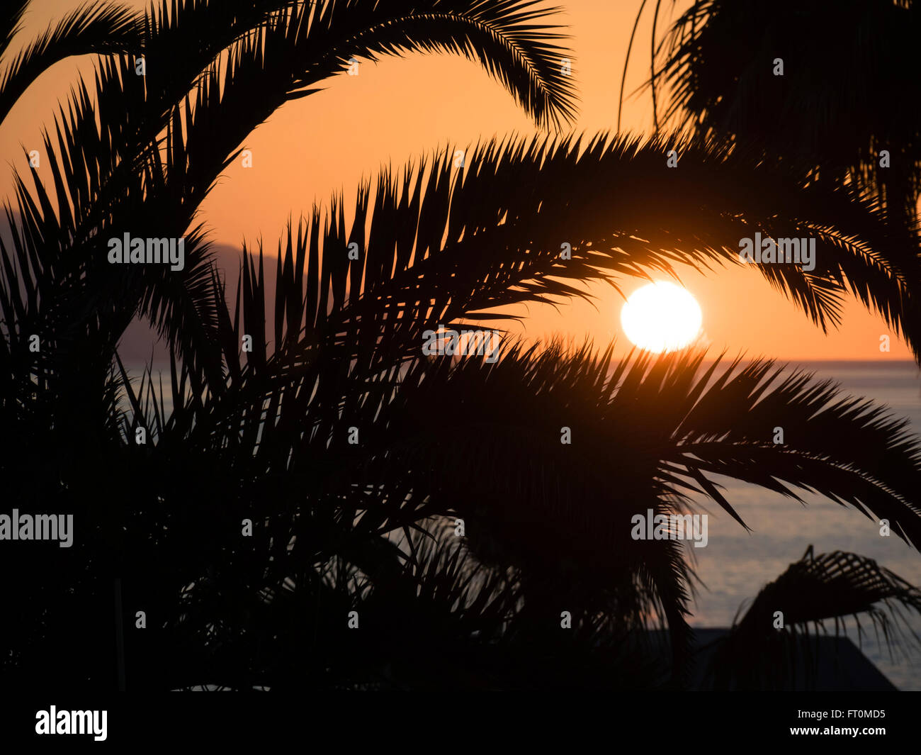 Sunset through palm trees hi-res stock photography and images - Alamy