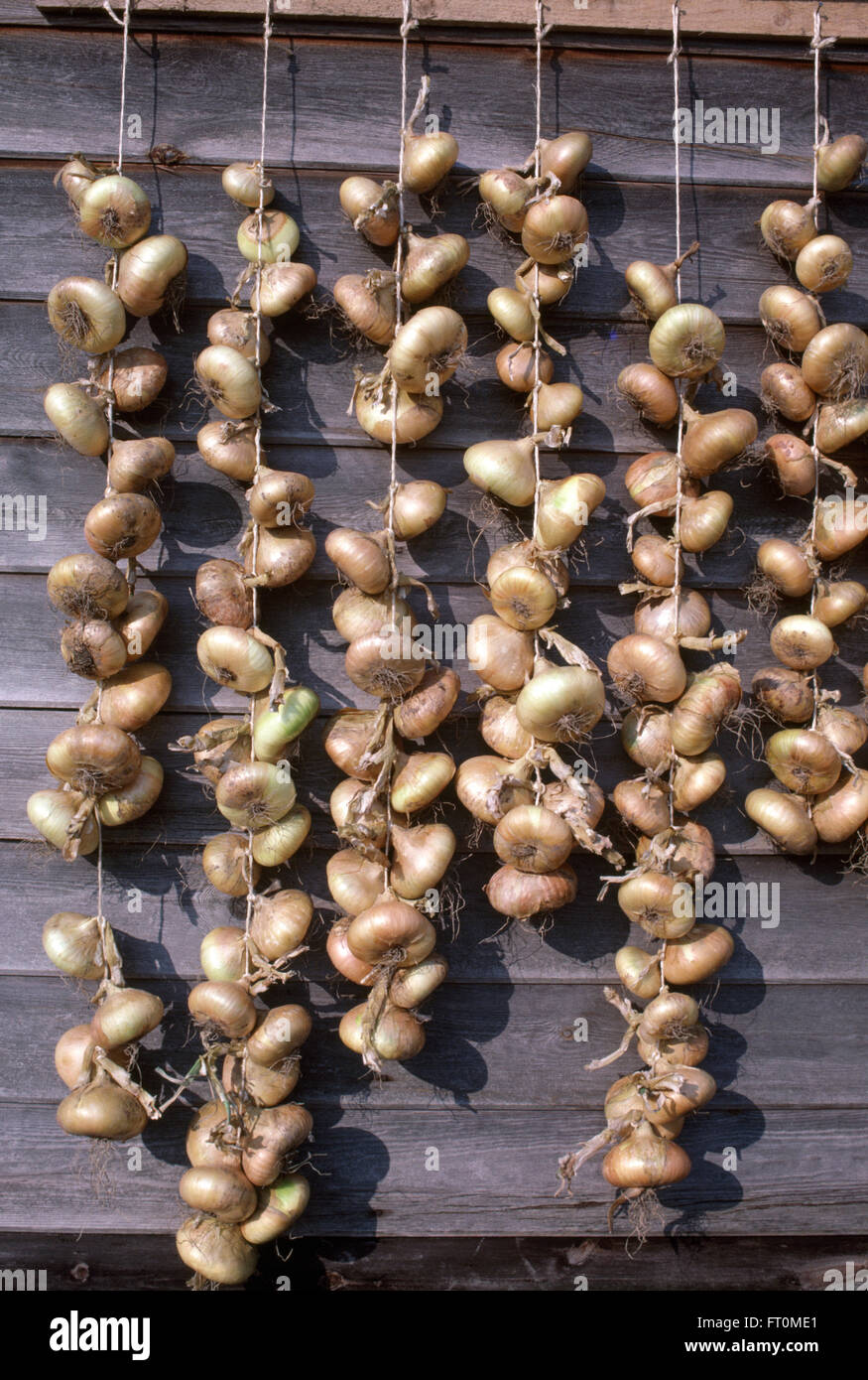 Close-up of strings of onions on a garden shed Stock Photo - Alamy
