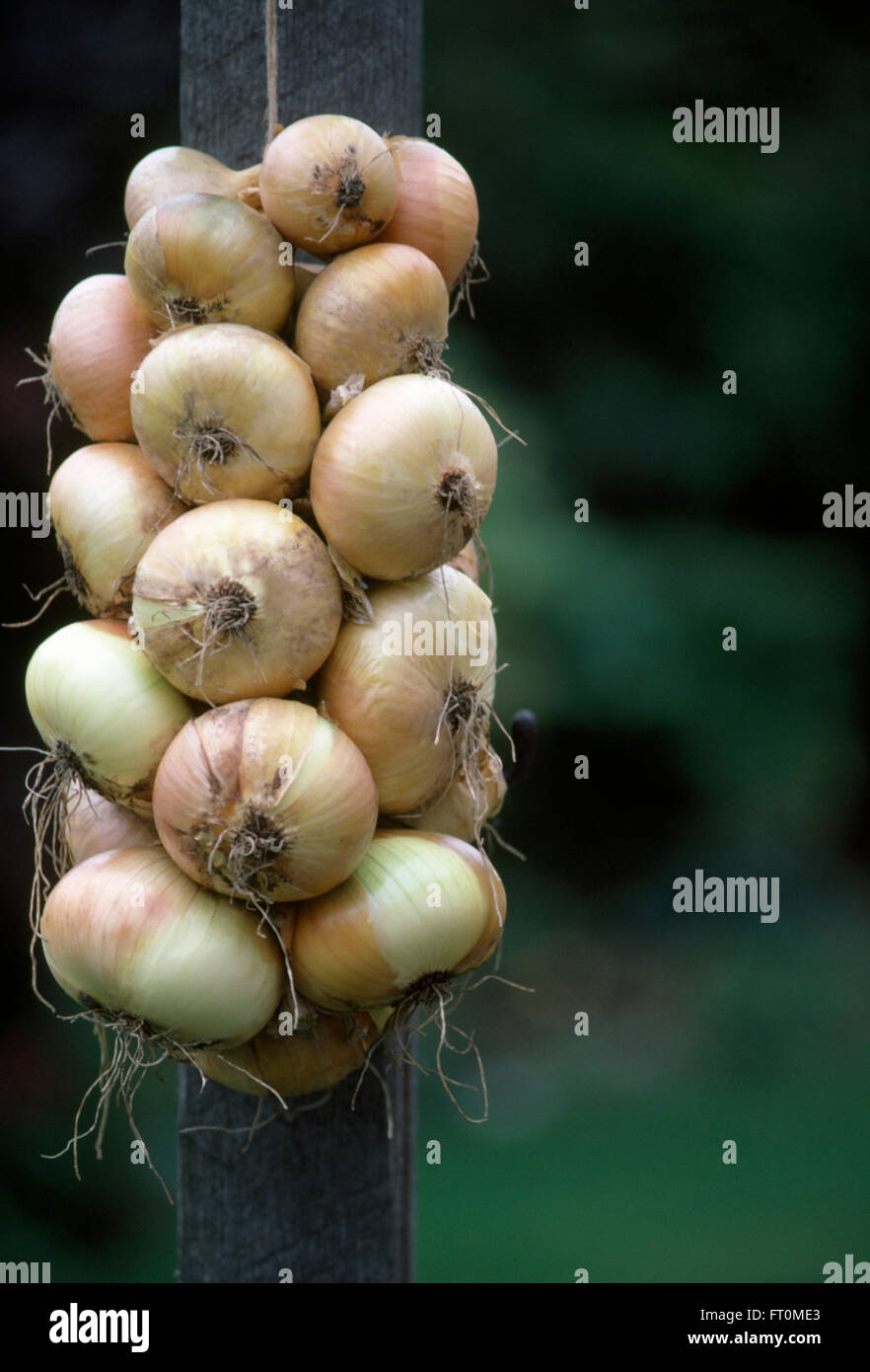 String of onions hi-res stock photography and images - Alamy