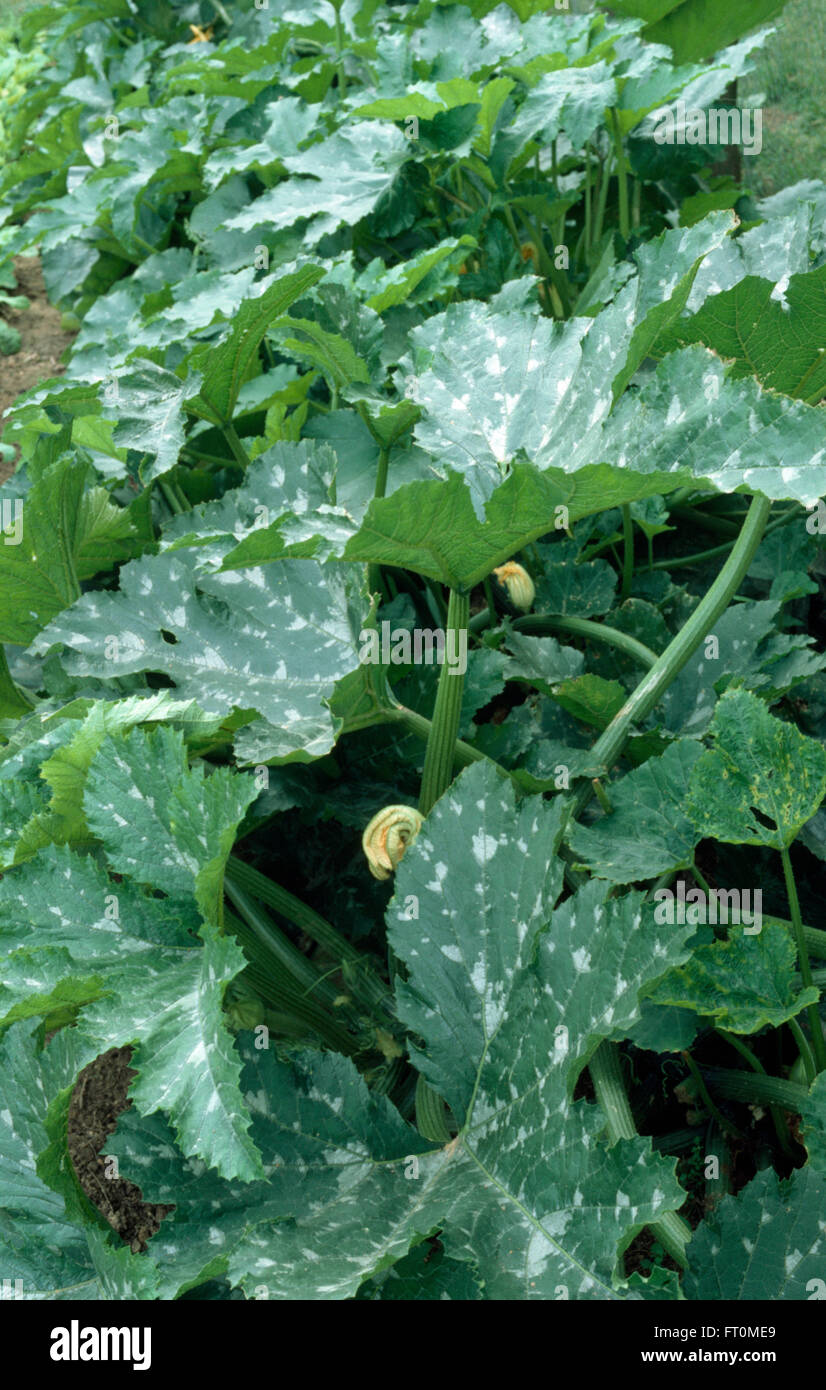 Vegetable details hi-res stock photography and images - Alamy