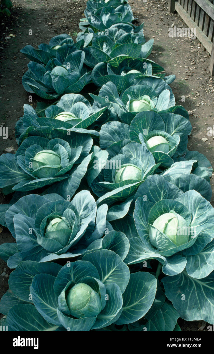 Close-up of a row of cabbages growing in a vegetable garden Stock Photo ...