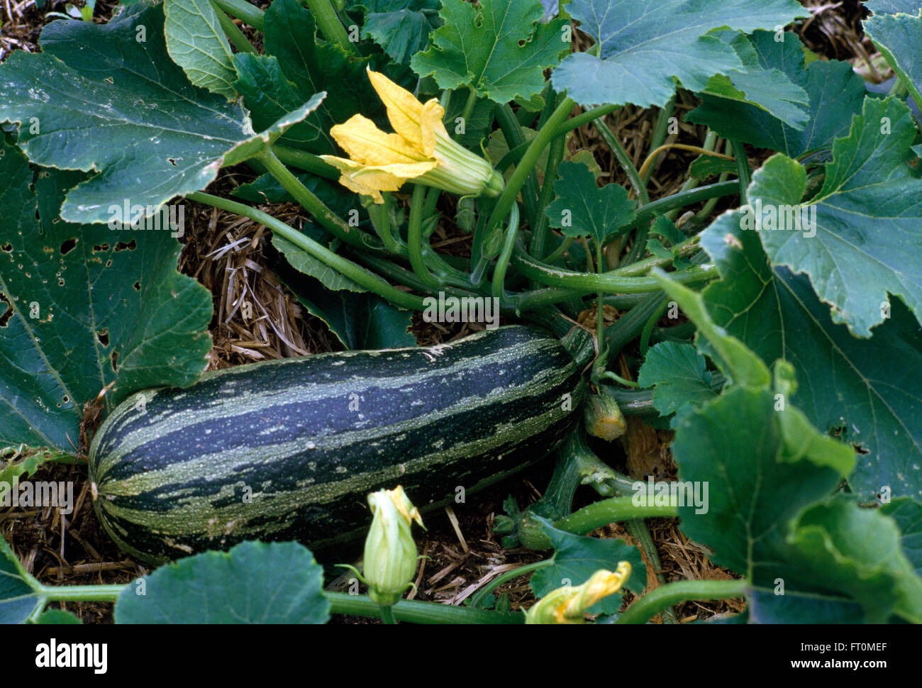 Growing marrow hi-res stock photography and images - Alamy