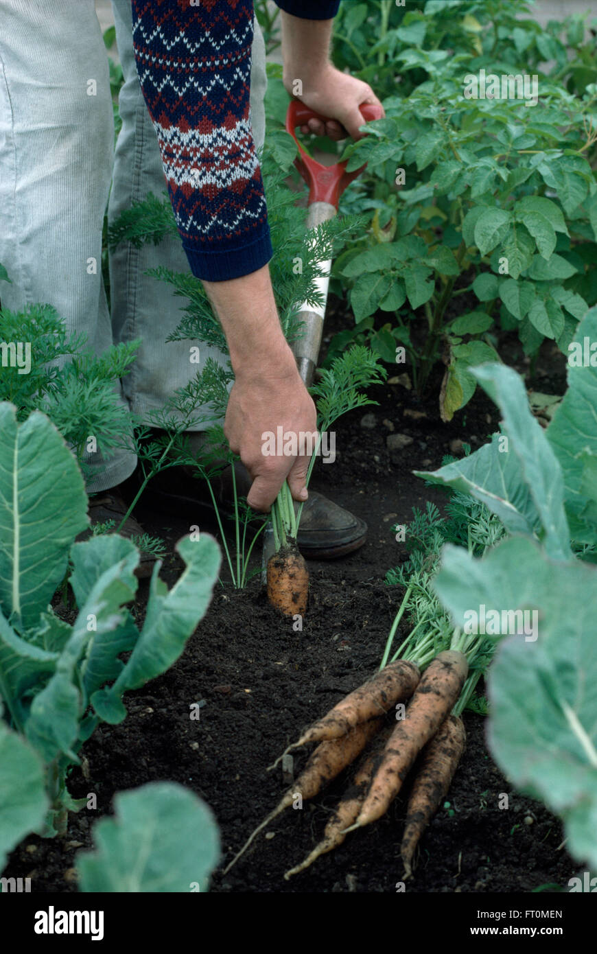 Close-up of a gardener digging up carrots FOR EDITORIAL USE ONLY Stock ...