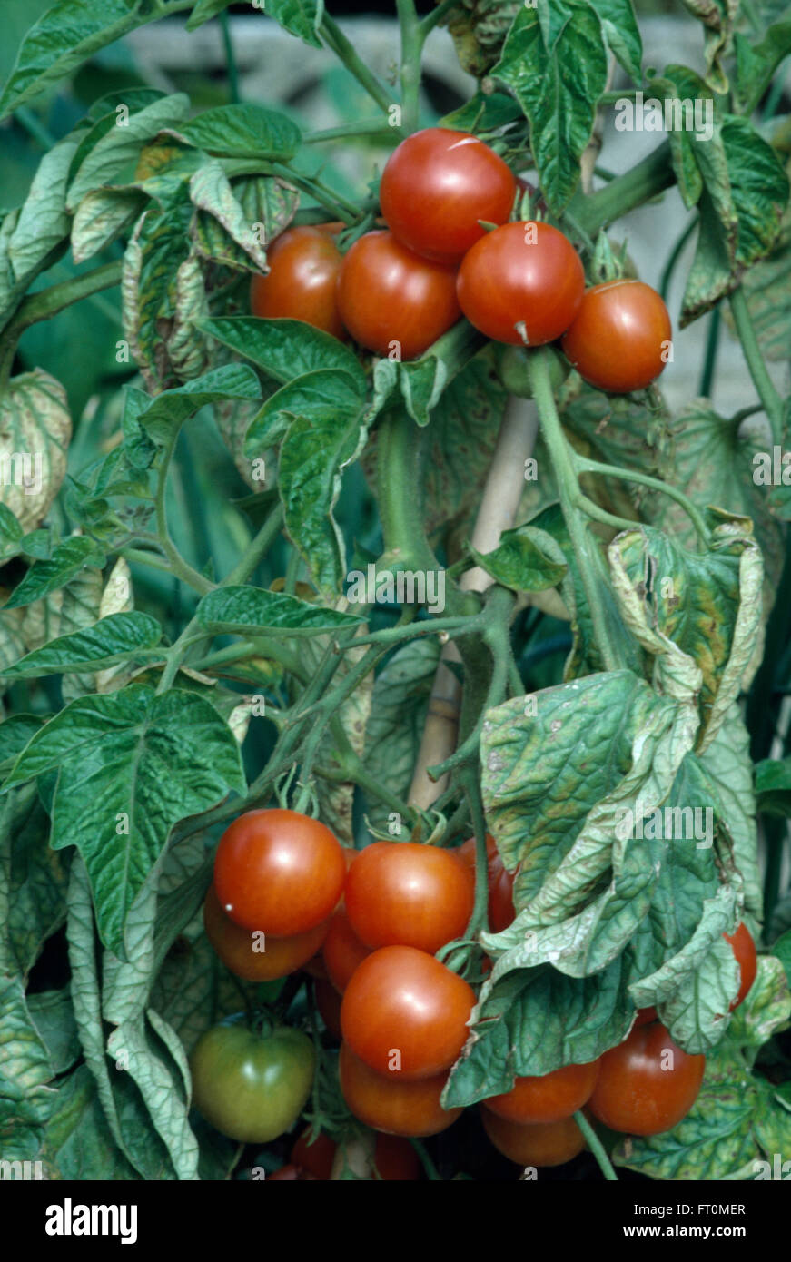 Close-up of a plant of red tomatoes Stock Photo - Alamy
