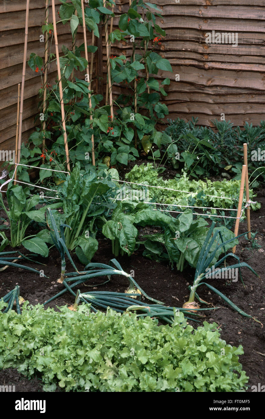 Green string lettuce hi-res stock photography and images - Alamy