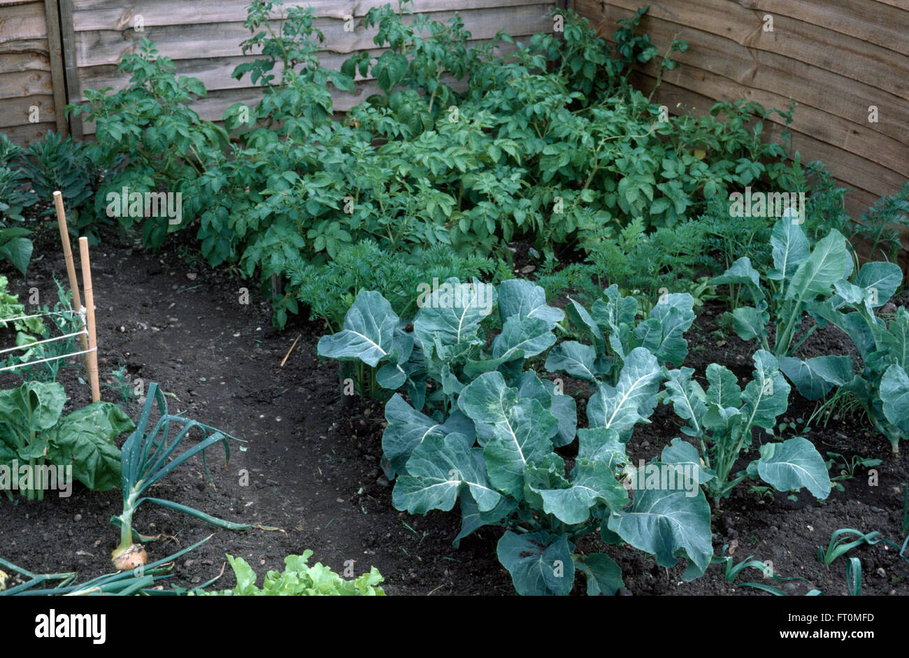Close-up of cabbage and potatoes in a small vegetable plot Stock Photo ...