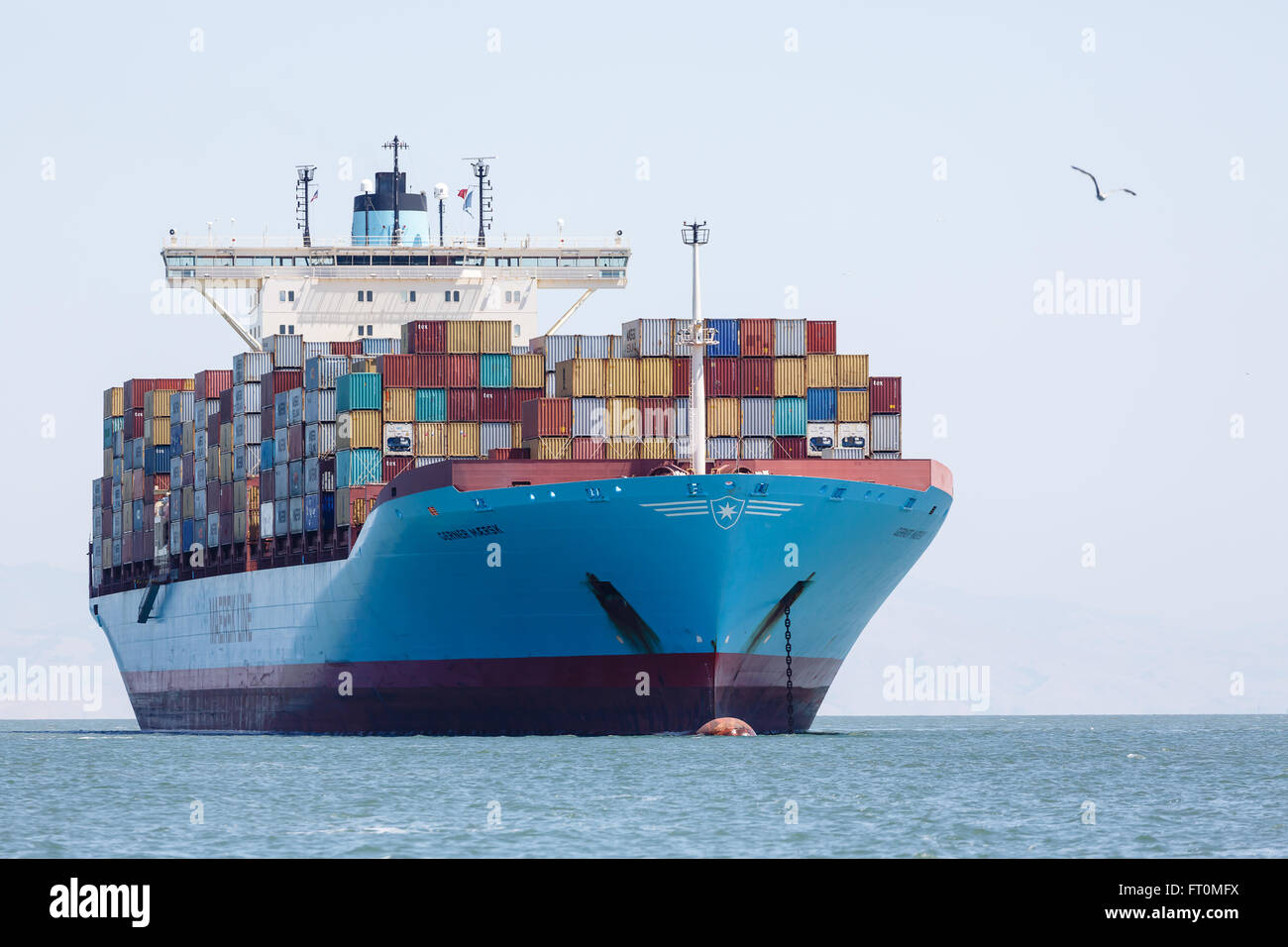 View of seagull and entire front of container cargo ship and moored in ...