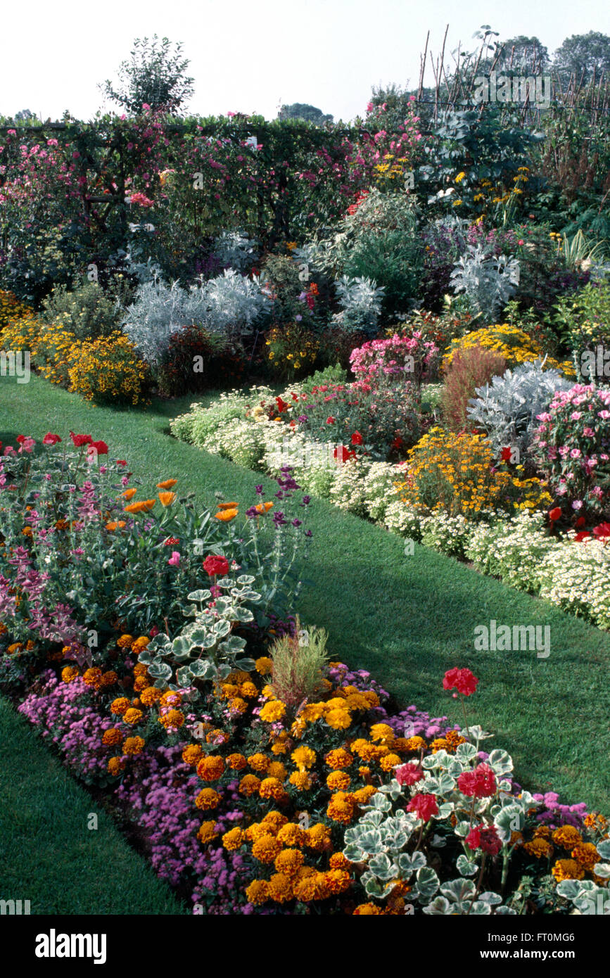 Mauve ageratum with orange tagetes and red geraniums in borders in ...