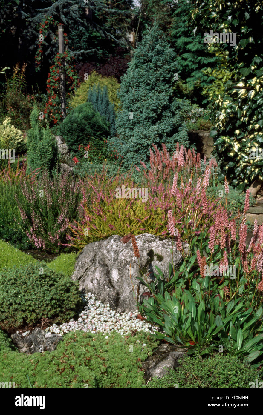 Heather garden border hi-res stock photography and images - Alamy