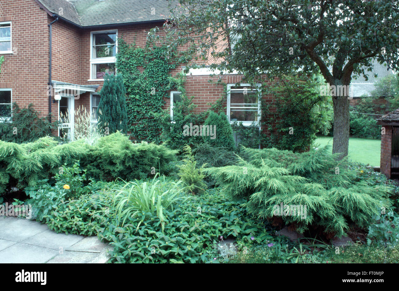 Low growing, horizontal conifers in a well stocked border beside a ...
