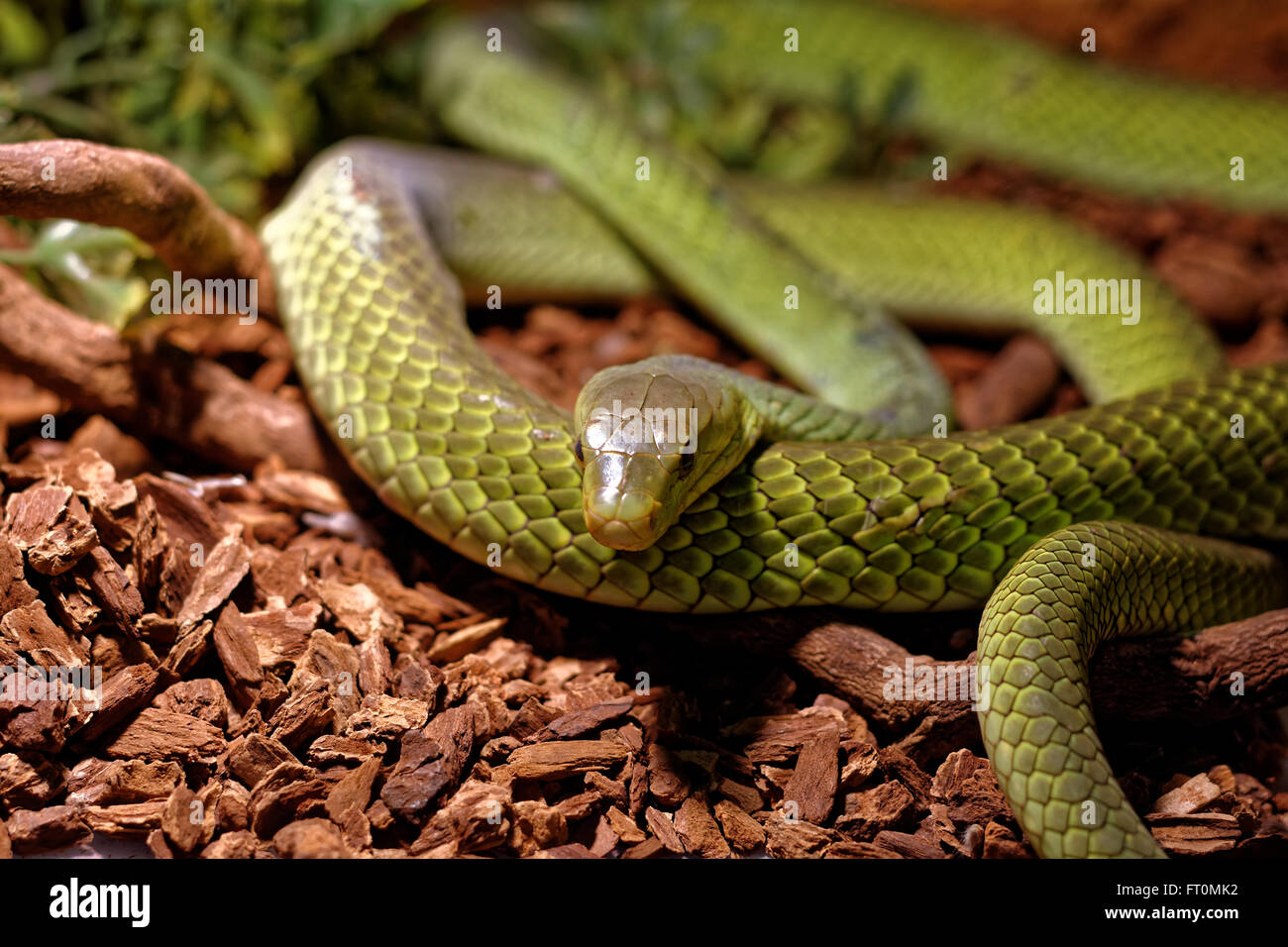 Snake in the terrarium - Green rat snake Stock Photo - Alamy