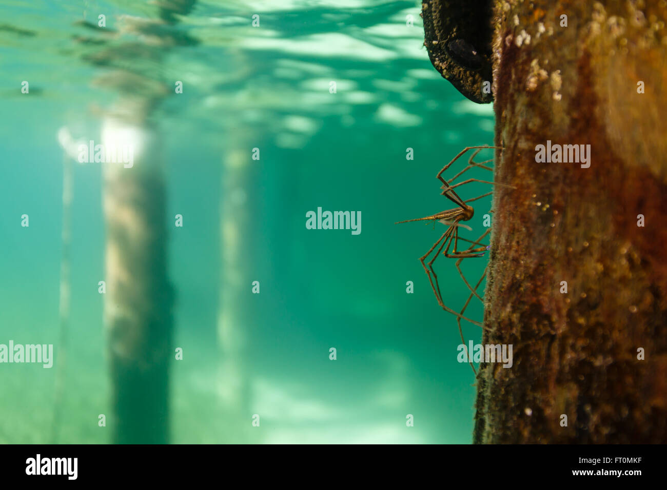 Spider crab coral reef caribbean hi-res stock photography and images ...
