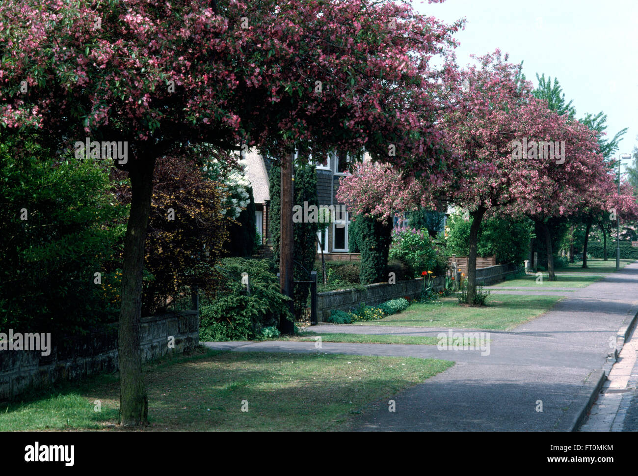 Blossomed street hi-res stock photography and images - Alamy