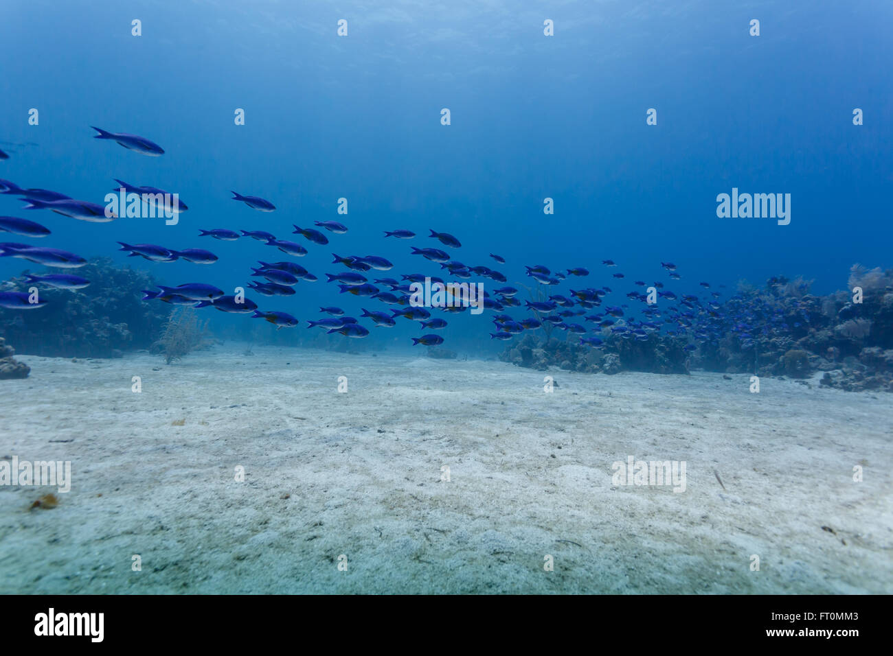 School of big fish swim above coral reef Stock Photo - Alamy