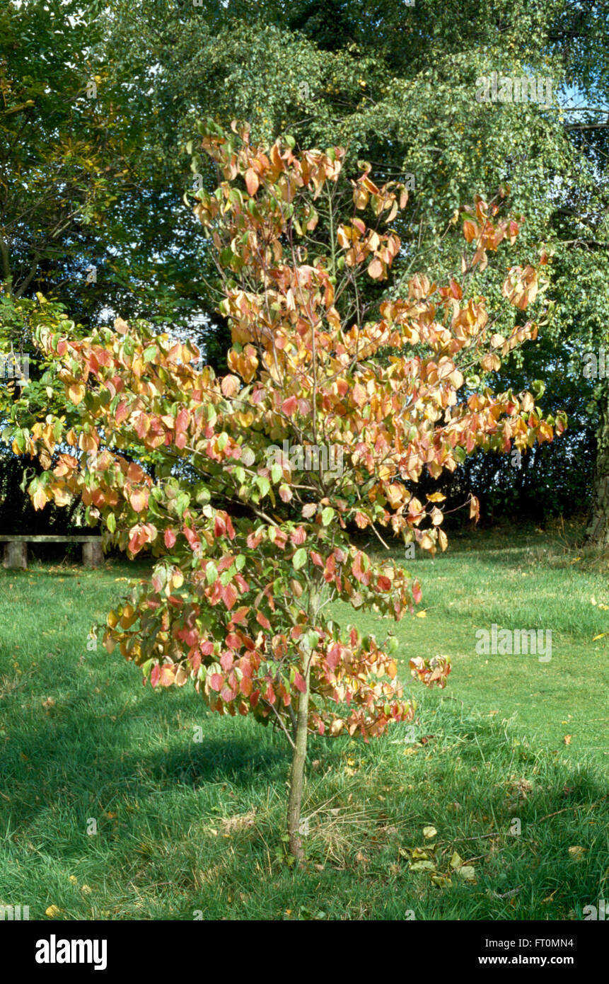 A small Cornus Mas growing in a lawn Stock Photo - Alamy