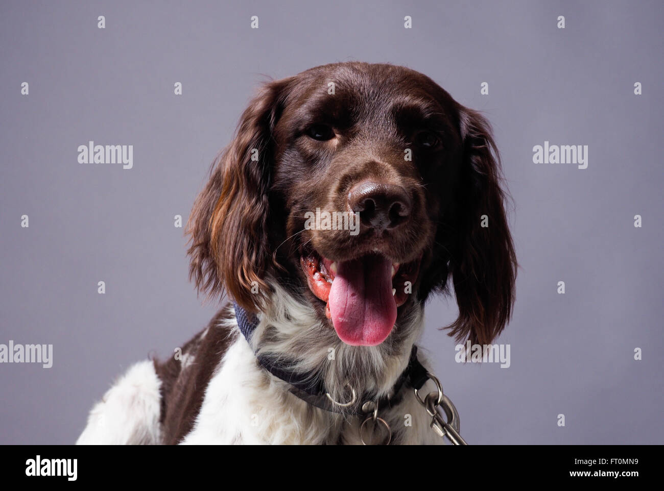 Portrait of a small Munsterlander, hunting dog breed Stock Photo - Alamy