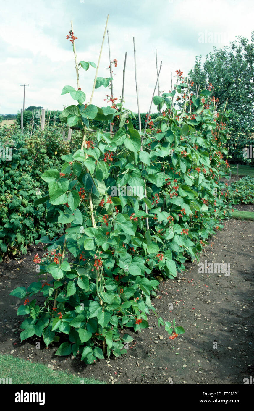 A row of runner beans in a vegetable garden Stock Photo - Alamy