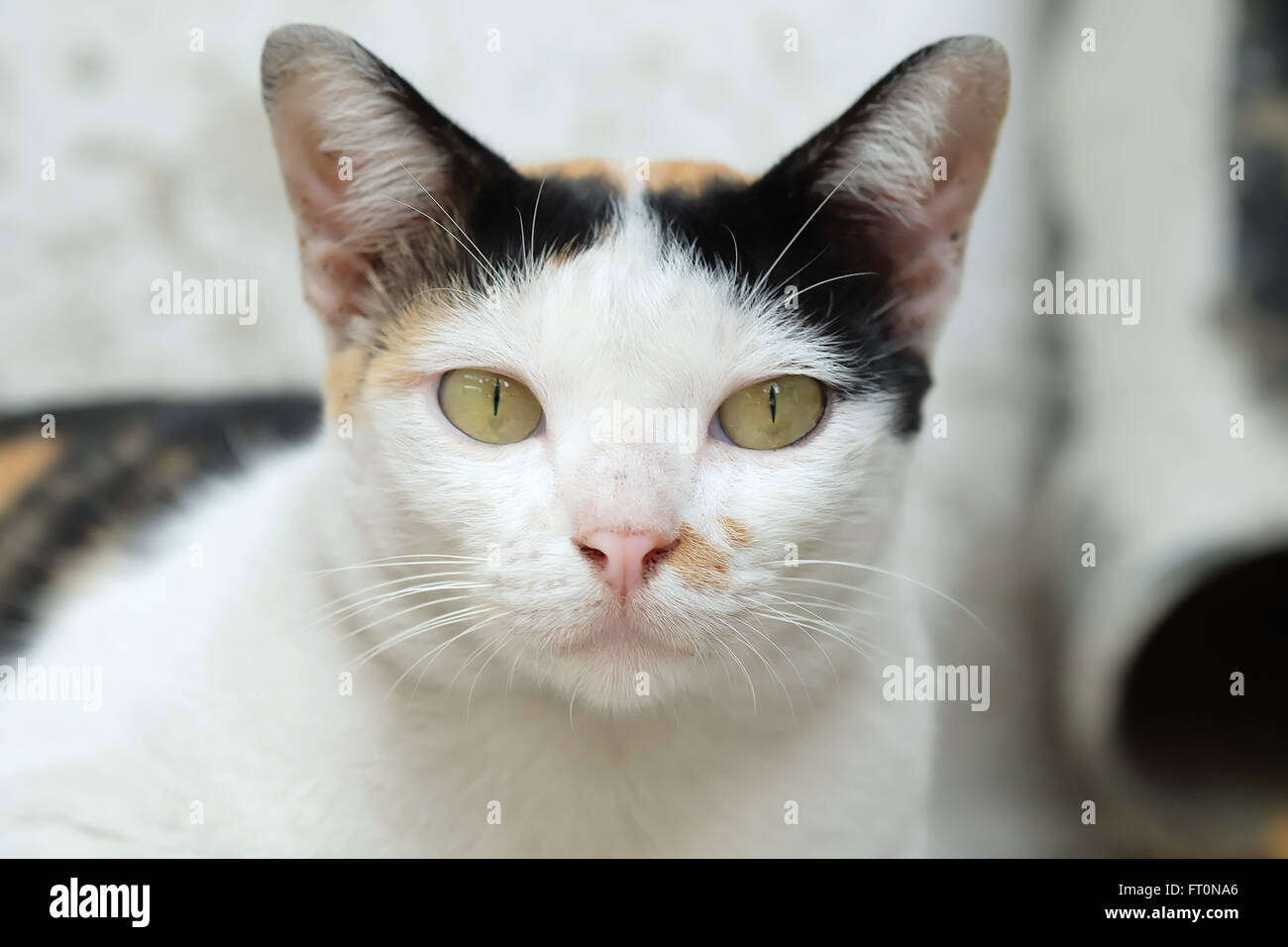 Thailand cat hi-res stock photography and images - Alamy