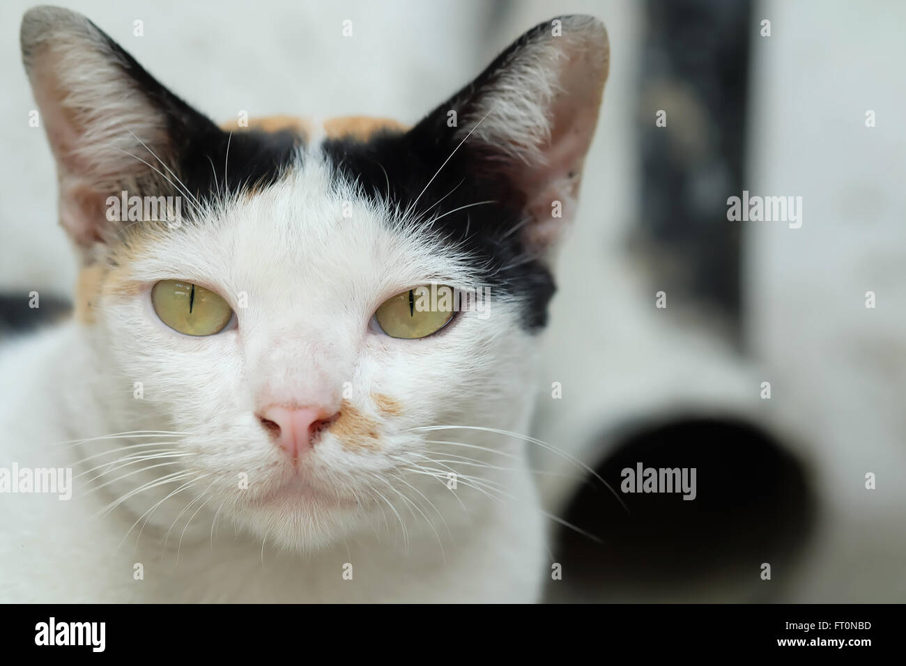Cat pet hope hi-res stock photography and images - Alamy