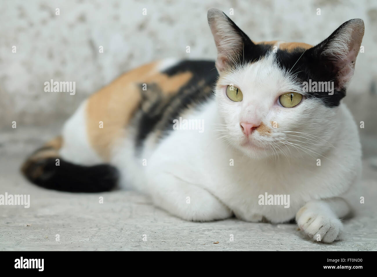 Thailand Cat Looking a Hope Stock Photo - Alamy