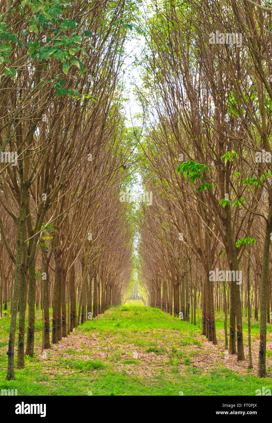 Para rubber tree garden in south of Thailand Stock Photo - Alamy