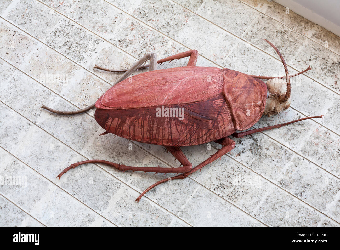 Big cockroach hi-res stock photography and images - Alamy