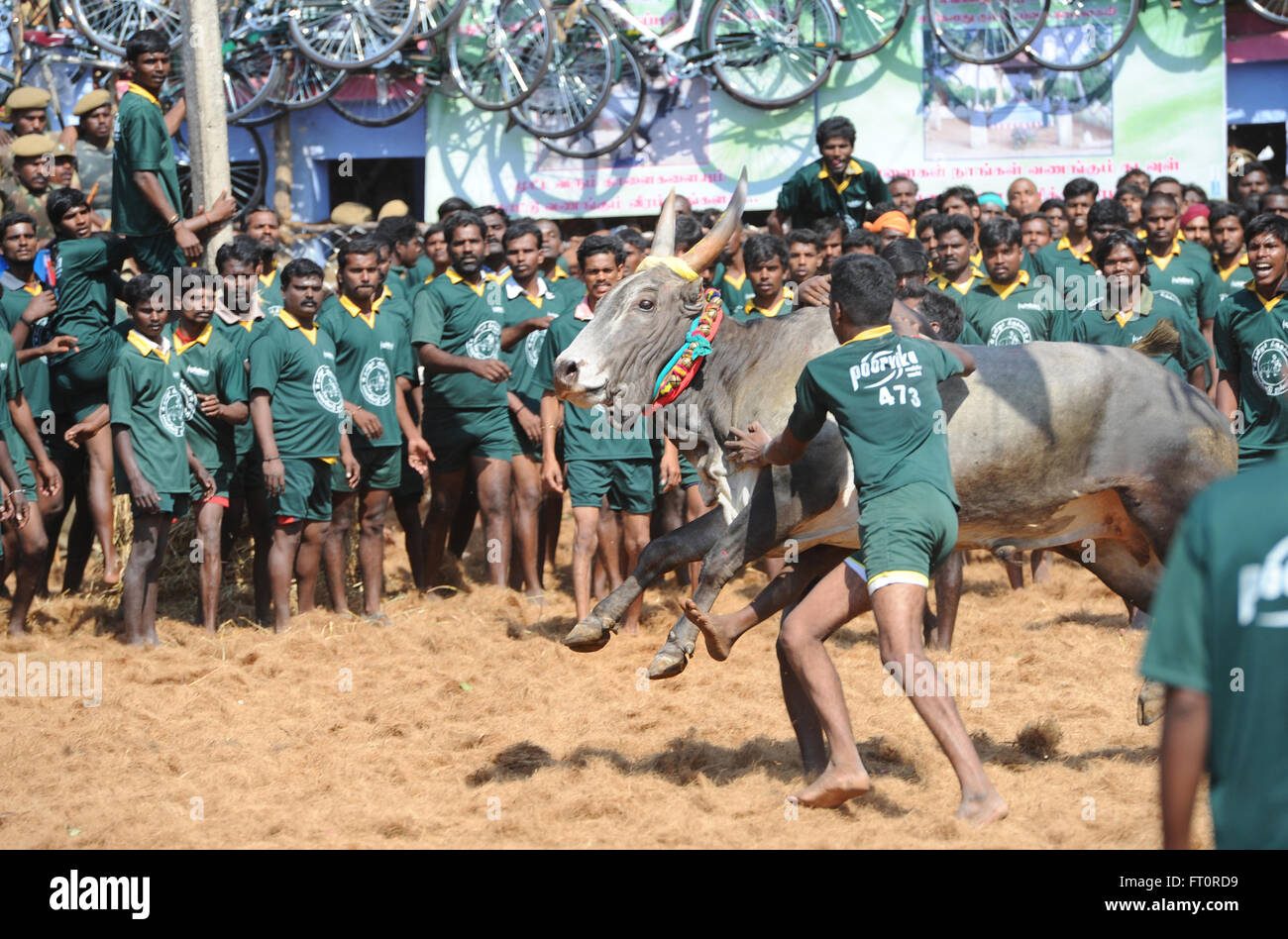 Jallikattu bull taming during Pongal festival.Madurai,Tamil Nadu,India ...