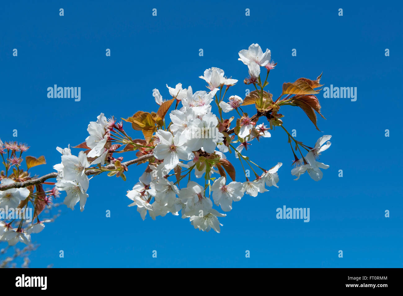Prunus rosaceae hi-res stock photography and images - Alamy