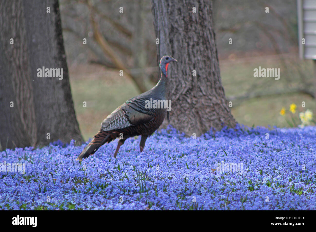 Wild Turkey walking through blue bells in North Guilford, Connecticut ...