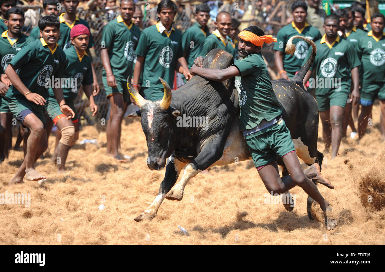 Jallikattu /taming the bull is a 2000 year old sport in Tamilnadu,India ...