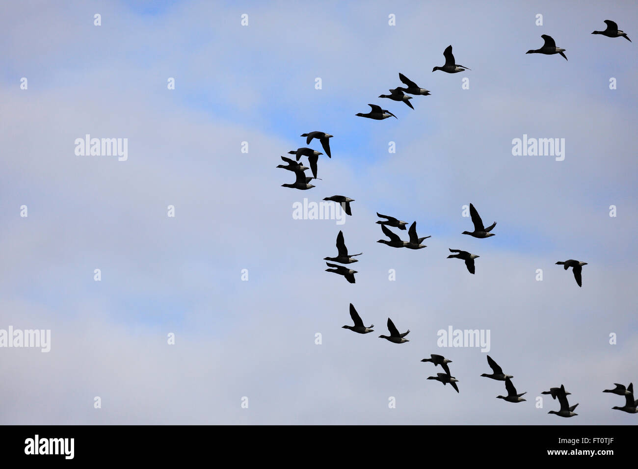 Brent geese in flight on the coast of Norfolk, UK Stock Photo - Alamy