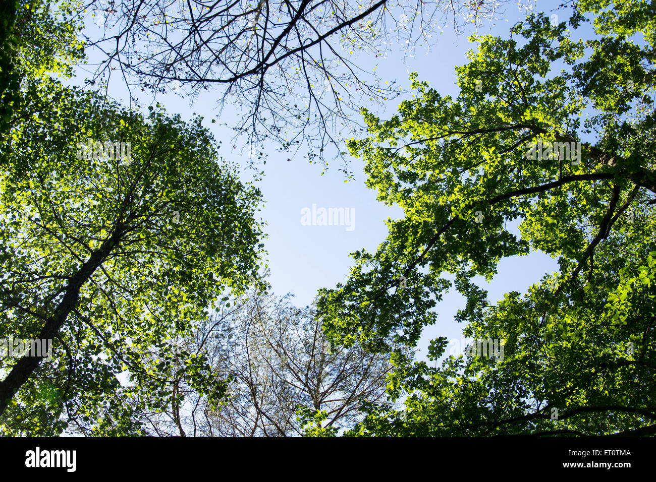 Forest sky treetops hi-res stock photography and images - Alamy