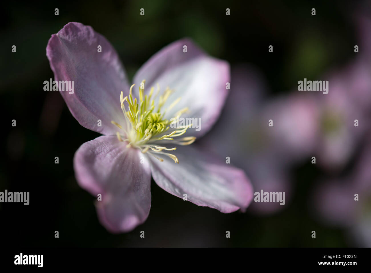 Close up of a Clematis montana with pale pink flowers in spring Stock ...