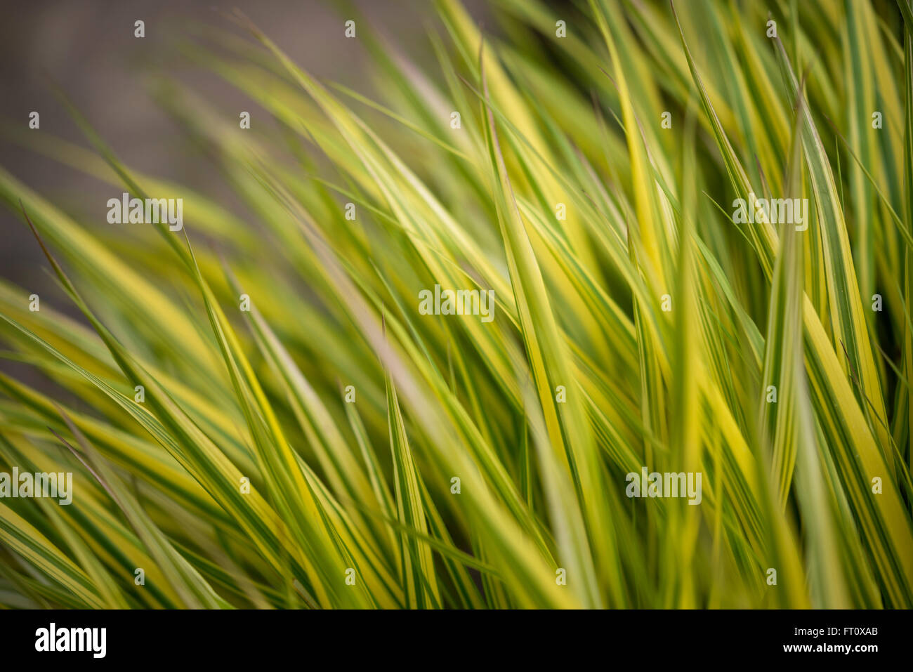 Variegated ornamental grass hi-res stock photography and images - Alamy