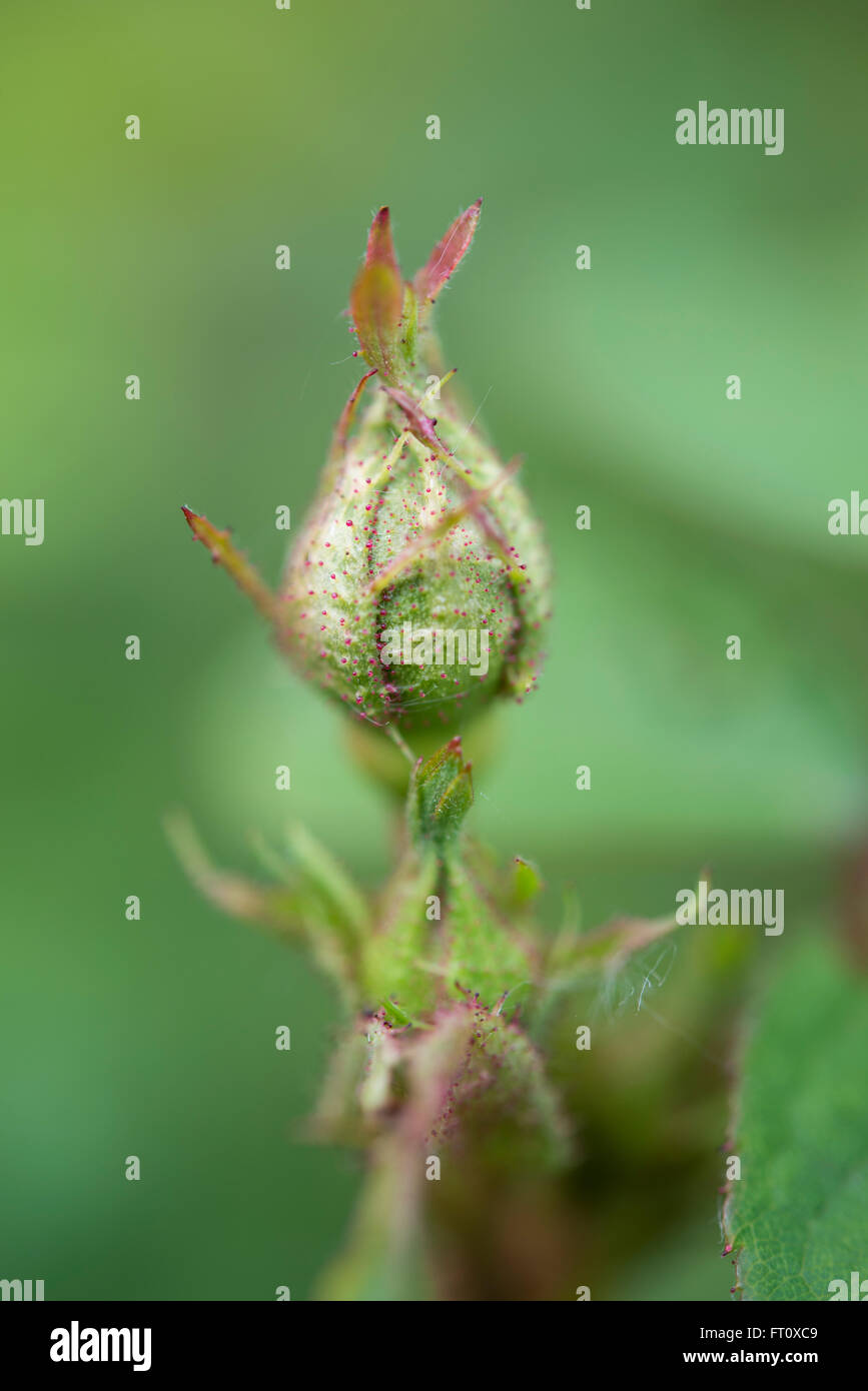 Soft bud hi-res stock photography and images - Alamy