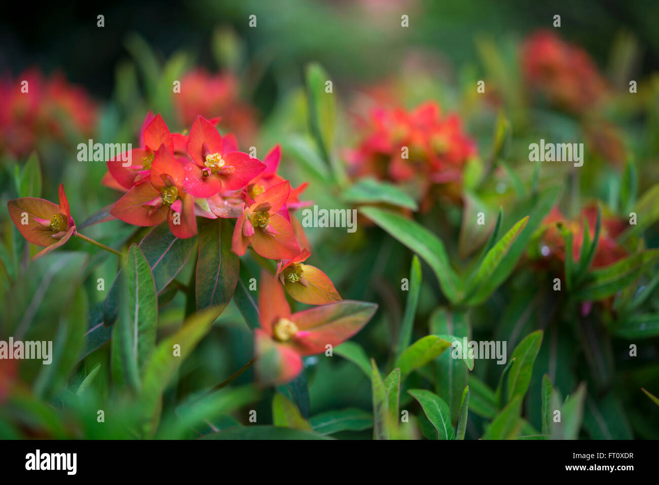 Euphorbia griffithii fireglow spurge orange perennial hi-res stock ...