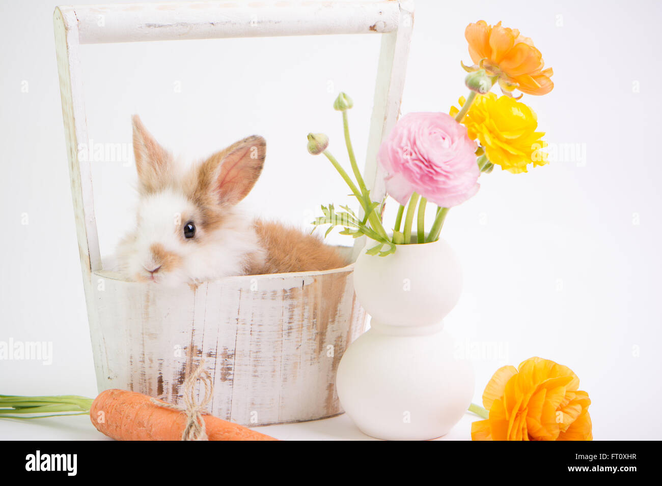 Baby hare hi-res stock photography and images - Alamy