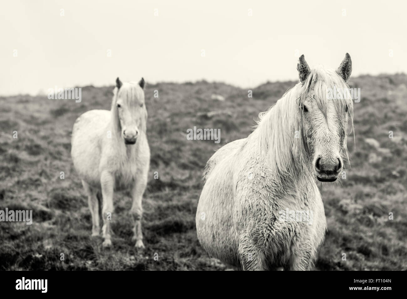 Horses at Brecon Beacons National Park Stock Photo - Alamy