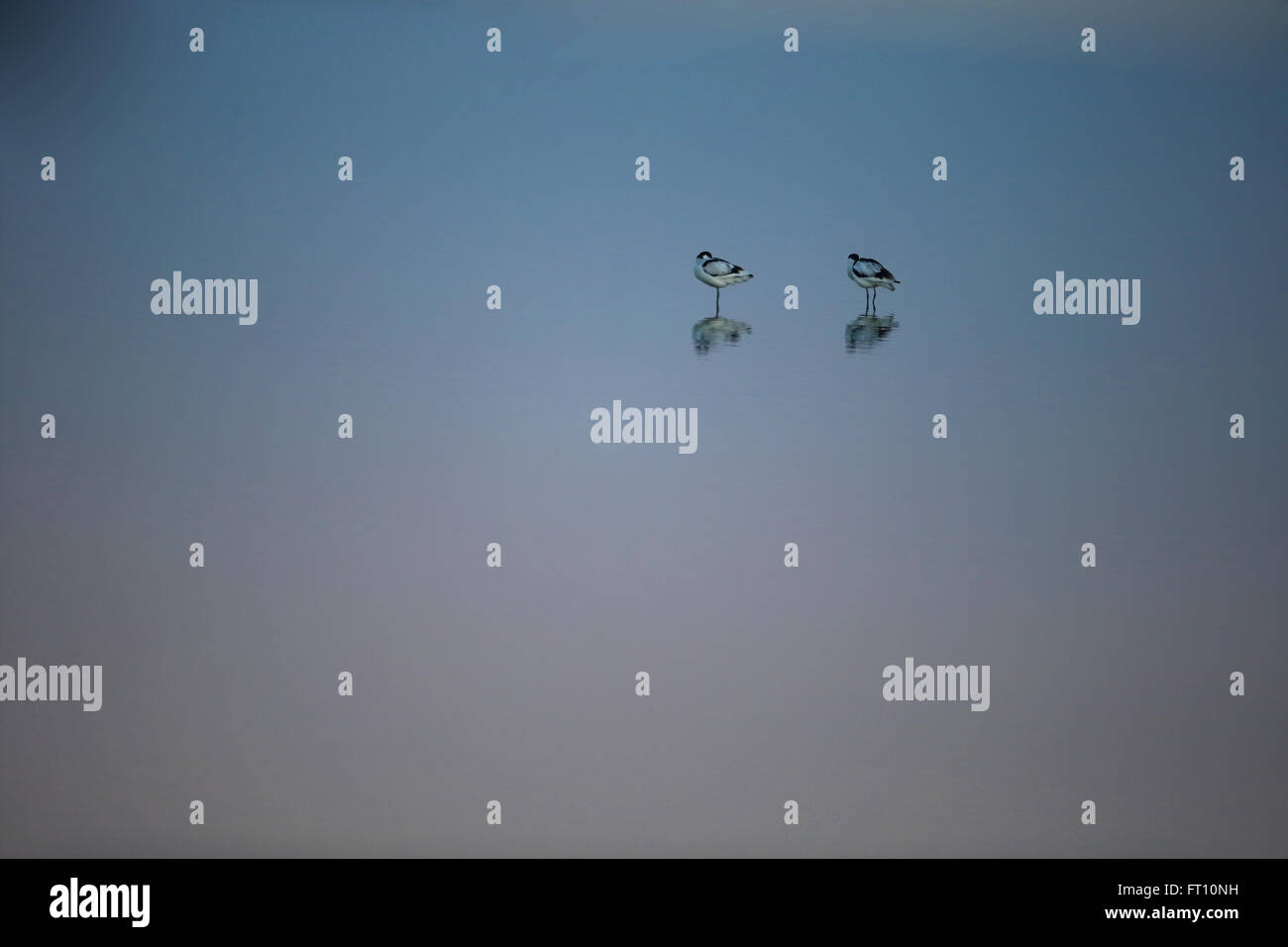 Avocet (Recurvirostra avosetta Stock Photo - Alamy