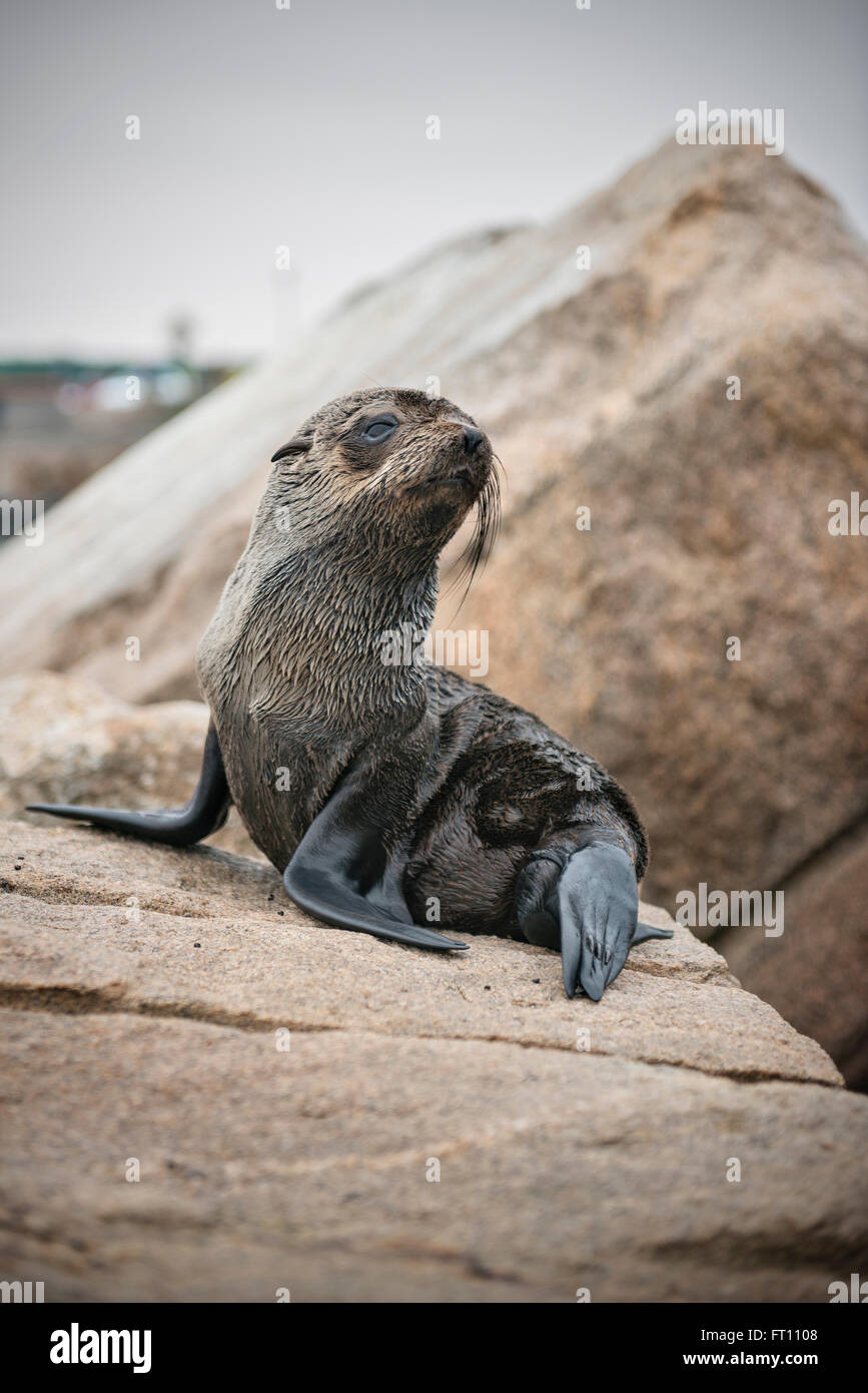 Seal resting on rocks hi-res stock photography and images - Alamy