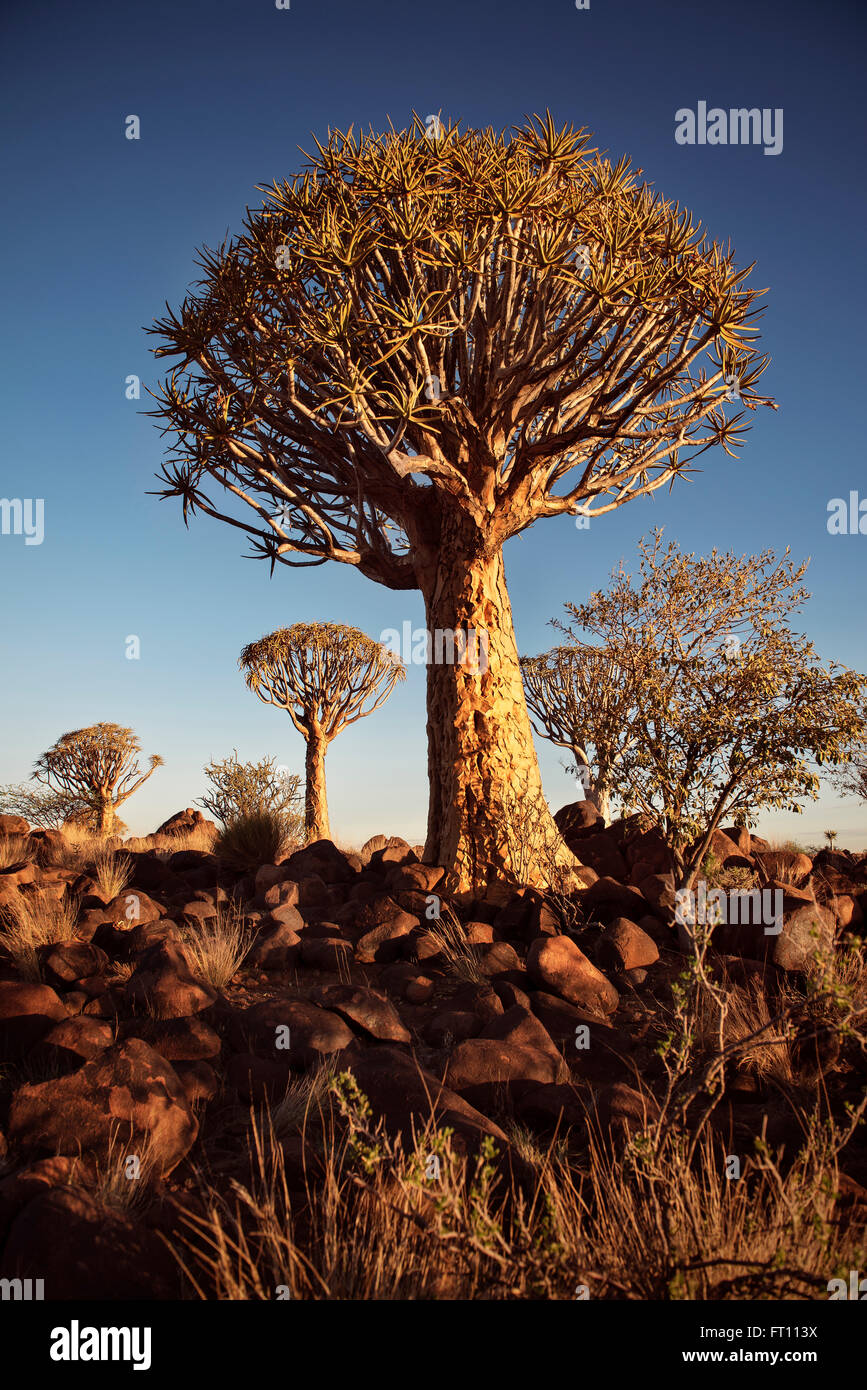 Quiver trees in the quiver tree forest, Keetmanshoop, Namibia, Africa ...